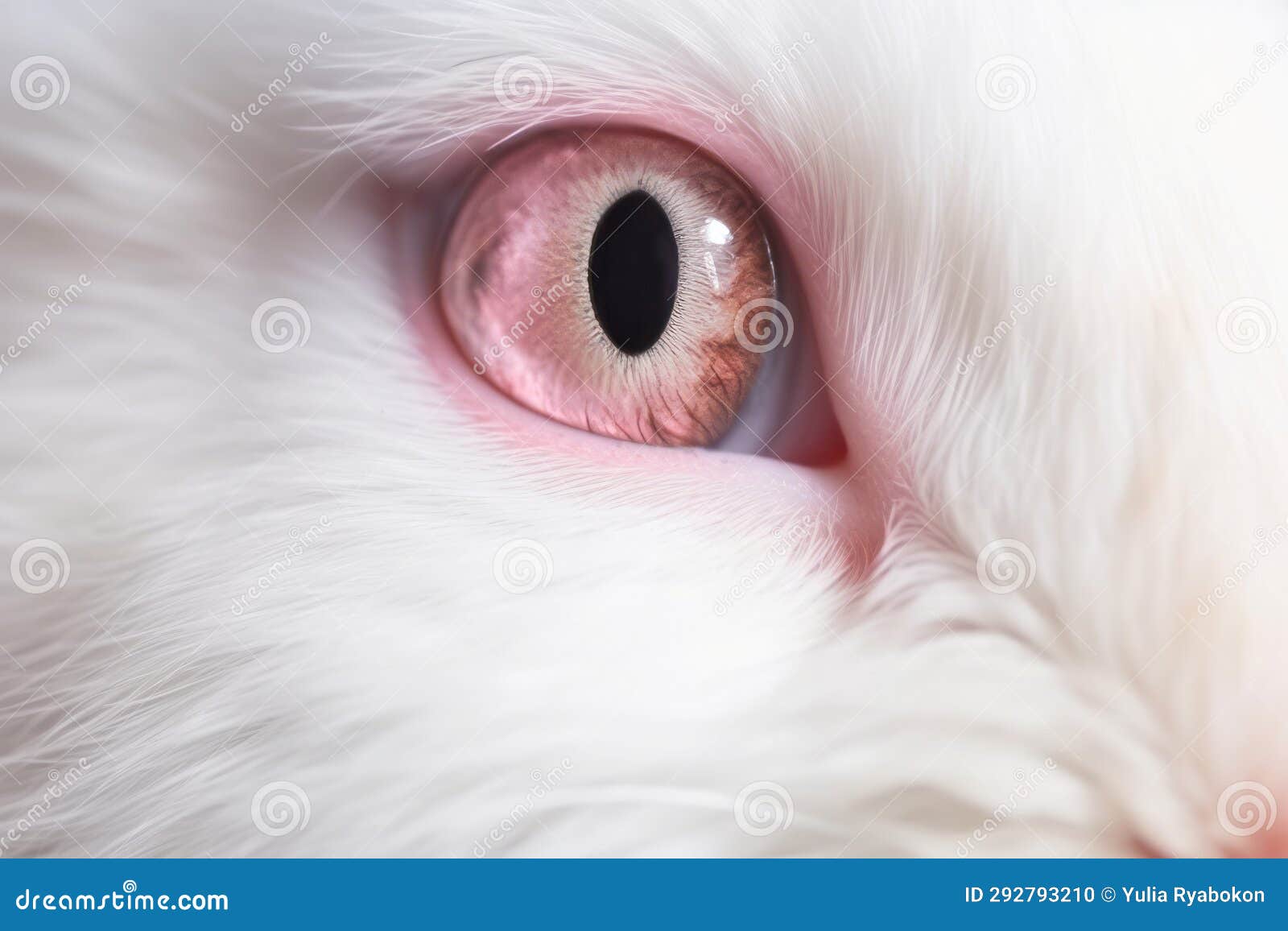 Rabbit Pink Eye Closeup. Generate Ai Stock Photo - Image of farm, cute ...