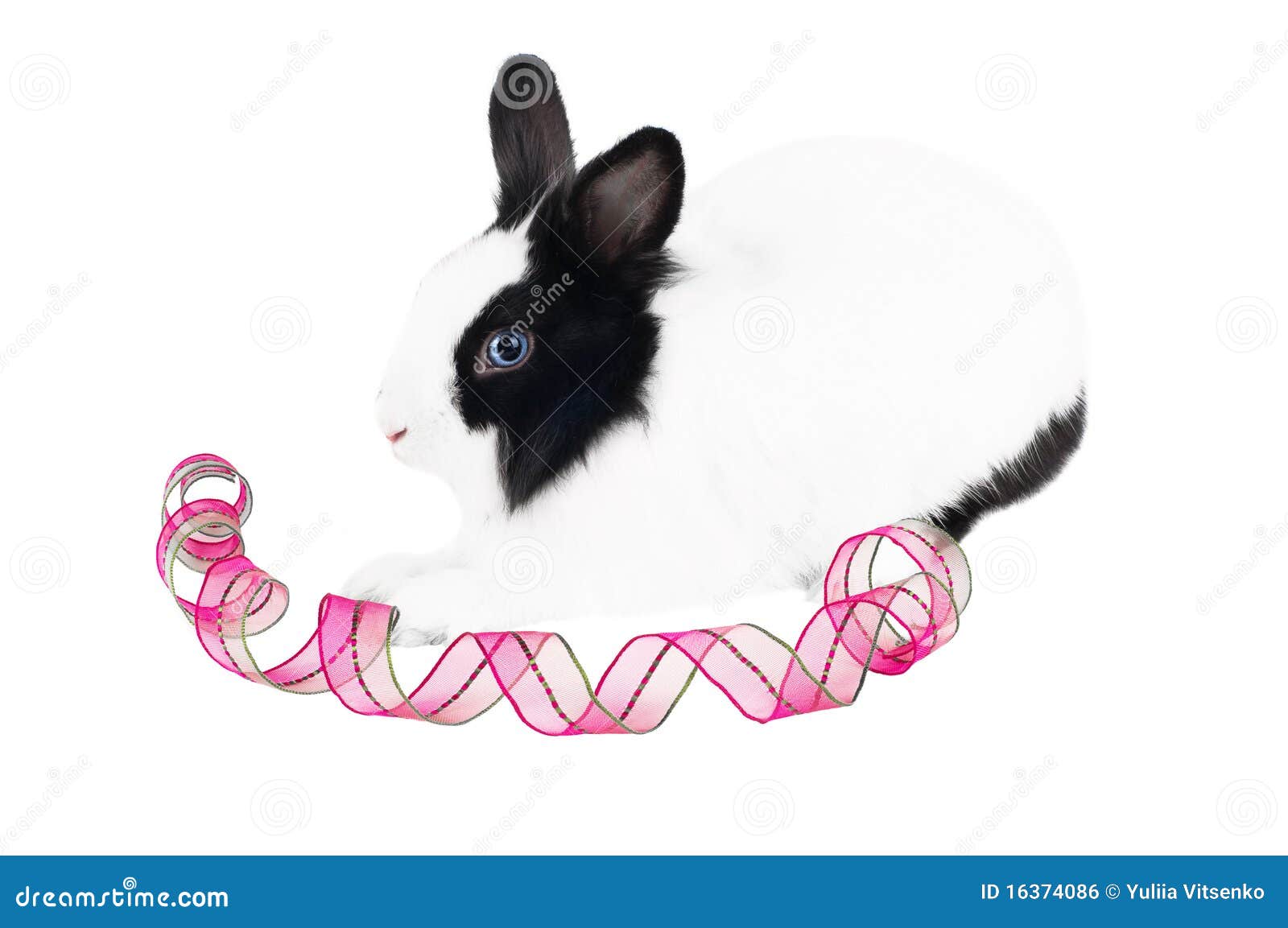 Rabbit with pink ribbon stock photo. Image of funny, black - 16374086