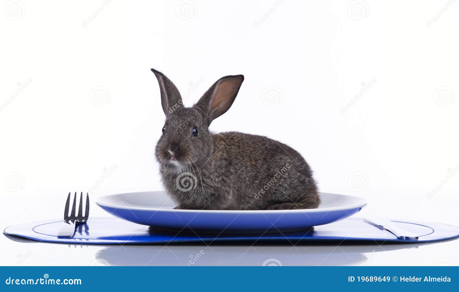 Rabbit in a plate stock image. Image of cute, cooking - 19689649