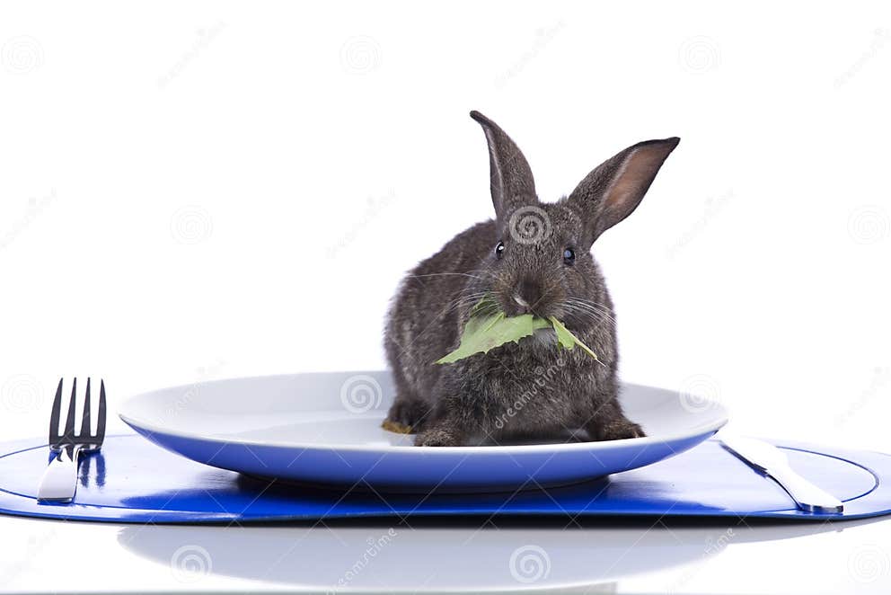 Rabbit in a plate stock photo. Image of dinner, fluffy - 23538438