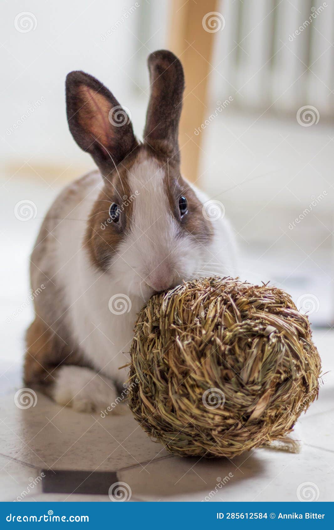 Rabbit Playing with a Hay Ball Stock Photo - Image of pets, bunny ...