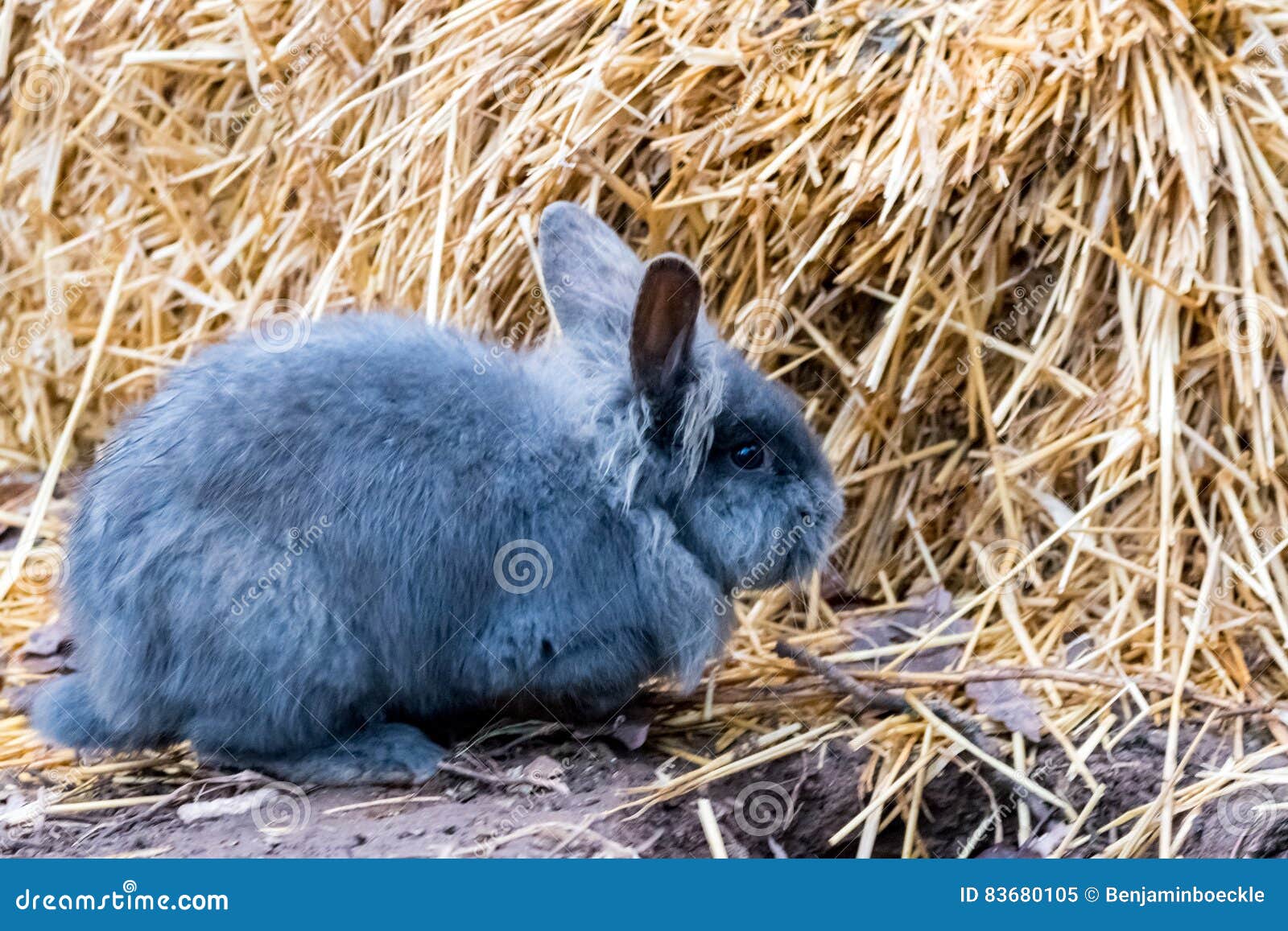 Rabbit Playing and Hopping Around in Straw Stock Image - Image of ...