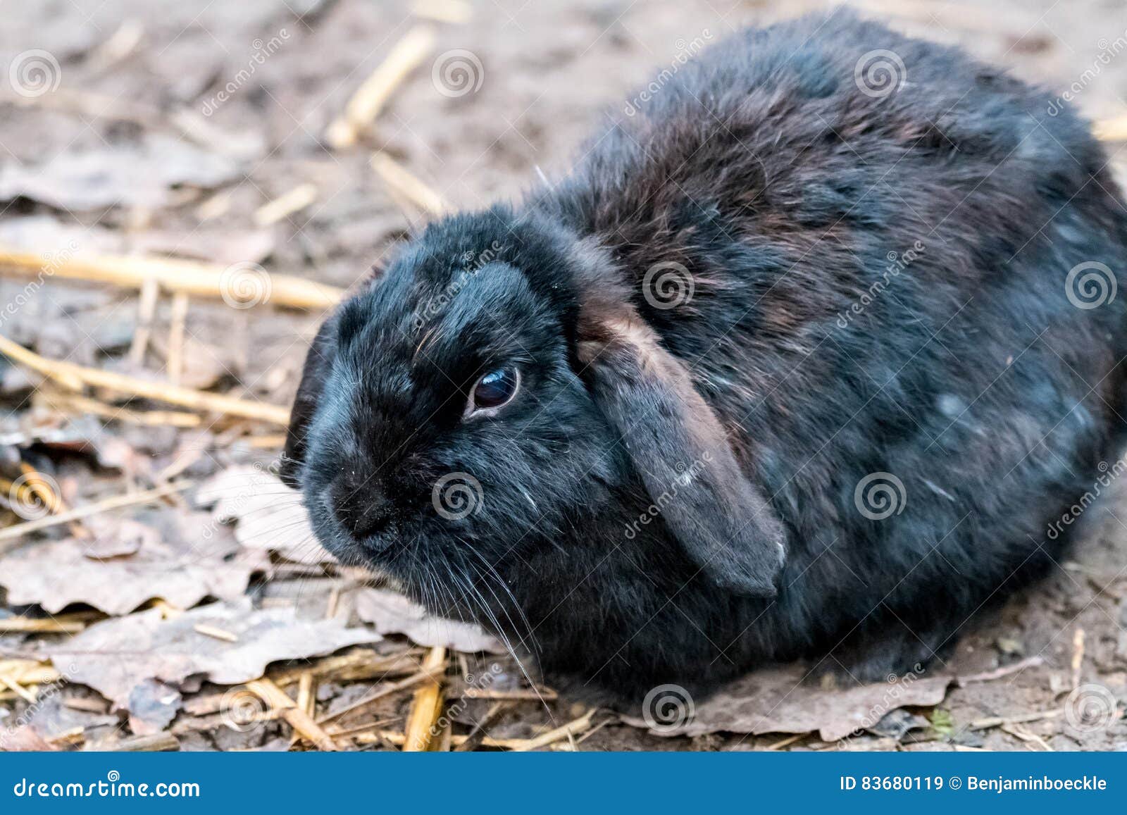 Rabbit Playing and Hopping Around in Straw Stock Image - Image of ...