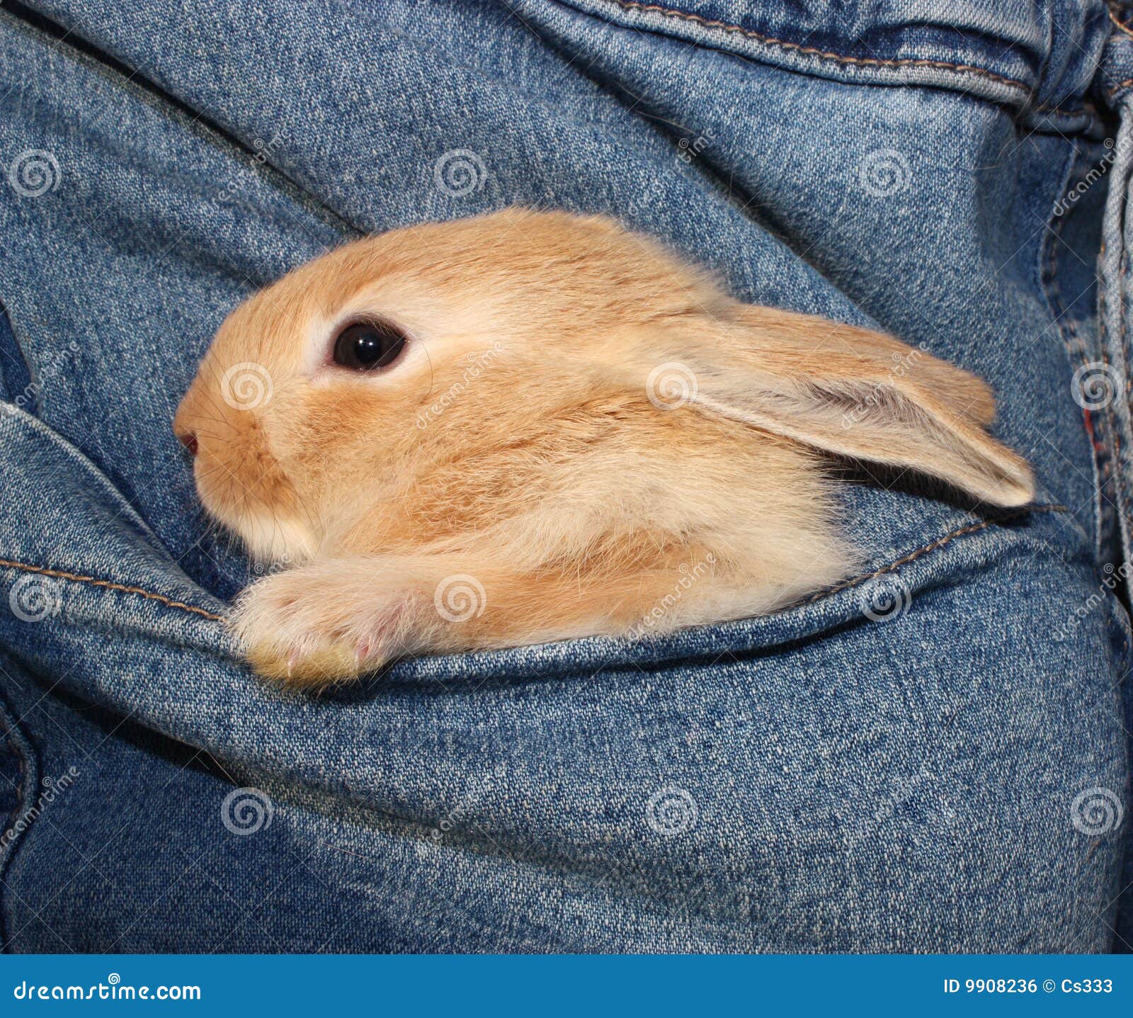 Rabbit in a pocket stock photo. Image of nature, fluffy - 9908236
