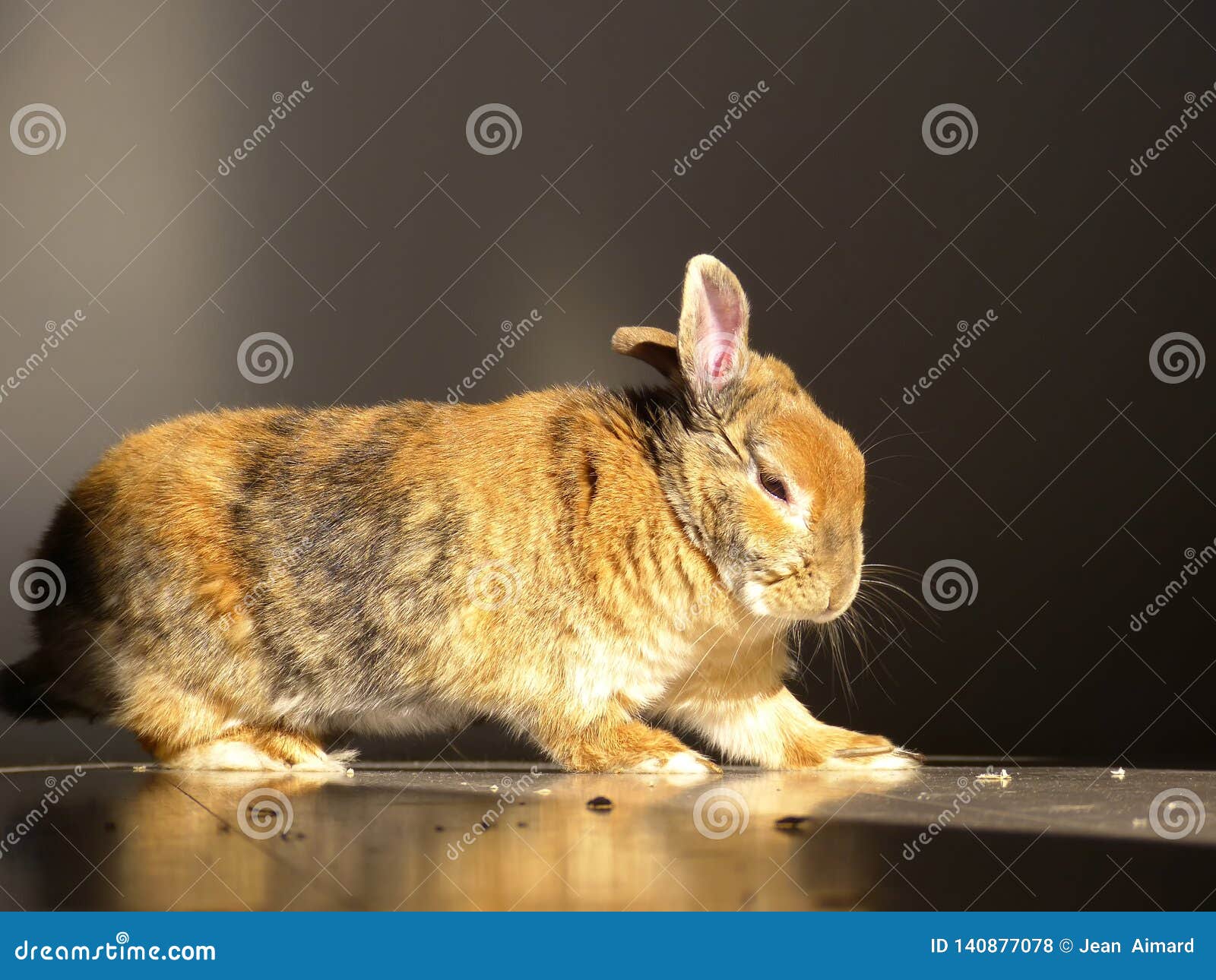 Rabbit stock photo. Image of pompon, cute, pretty, dwarf - 140877078