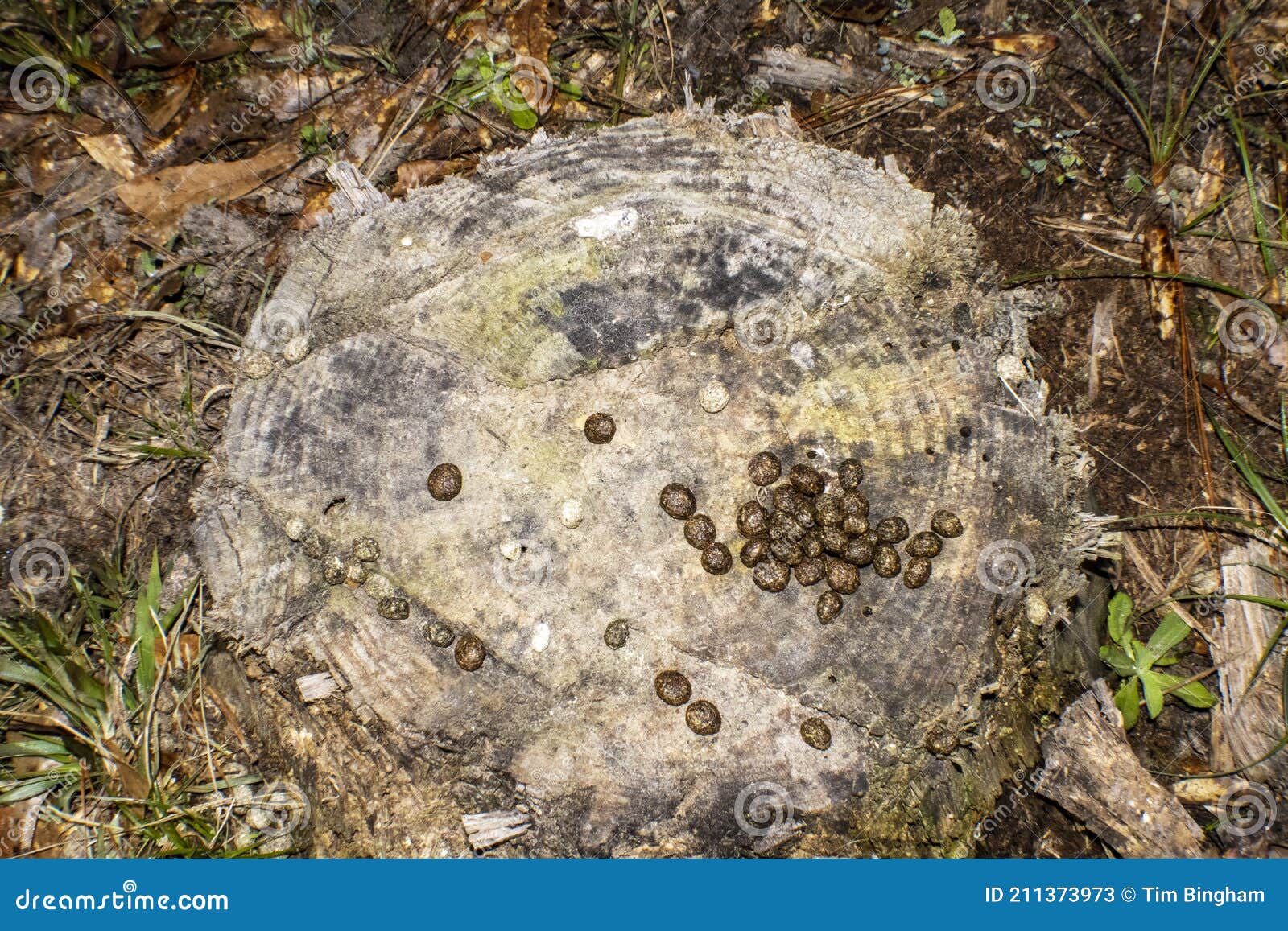 Rabbit poo on tree stump stock image. Image of droppings - 211373973