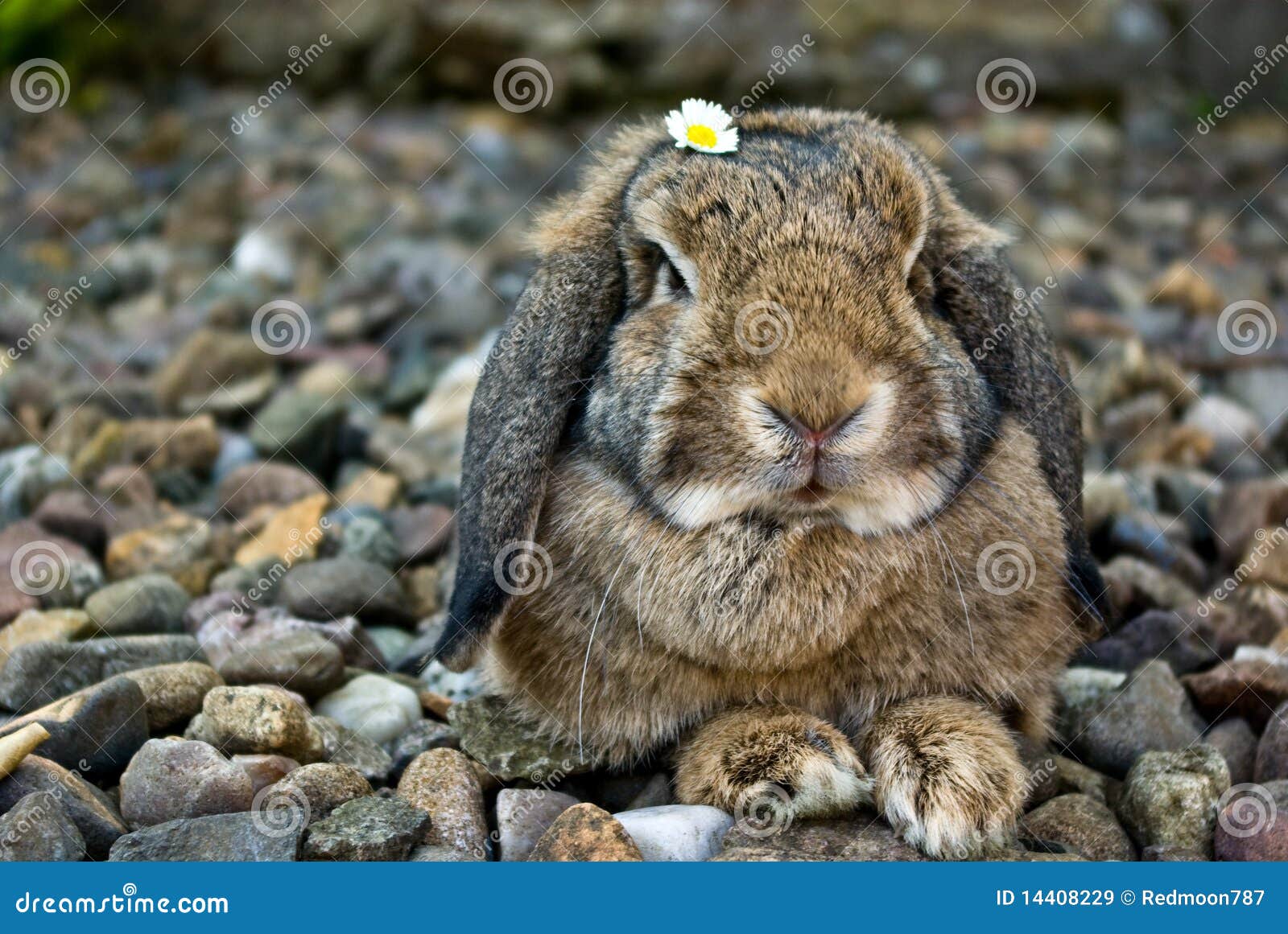 Rabbit portrait stock image. Image of shot, brown, bunny - 14408229