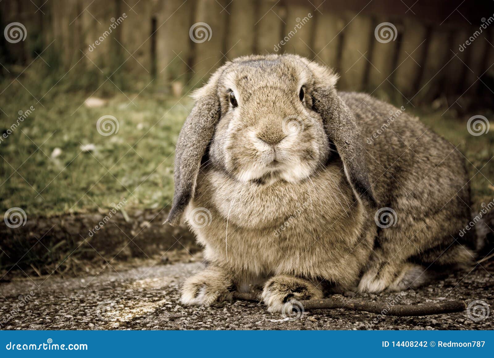 Rabbit Portrait Closeup in Nature Stock Photo - Image of view, tame ...