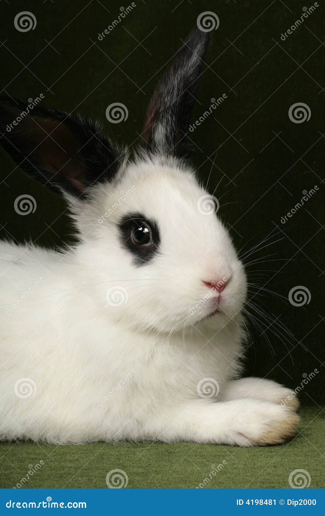 Rabbit portrait stock image. Image of fluffy, young, cute - 4198481