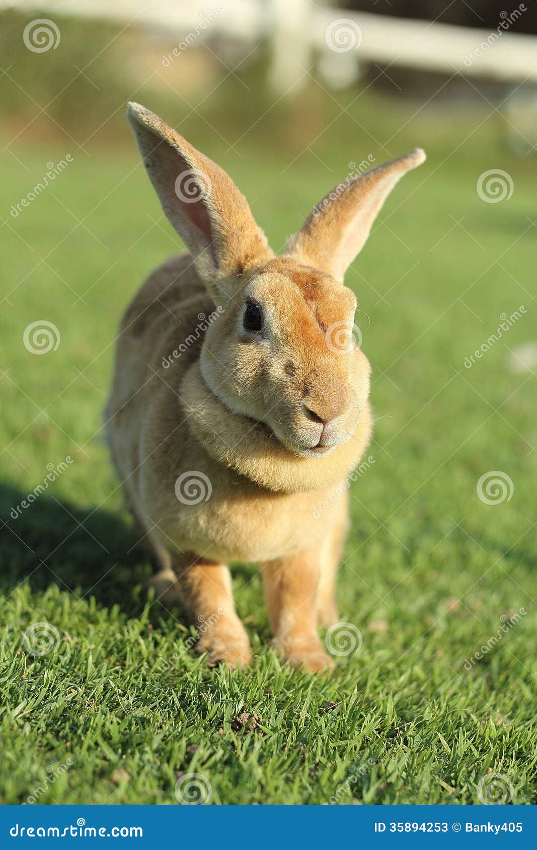 Rabbit stock image. Image of furry, countryside, green - 35894253