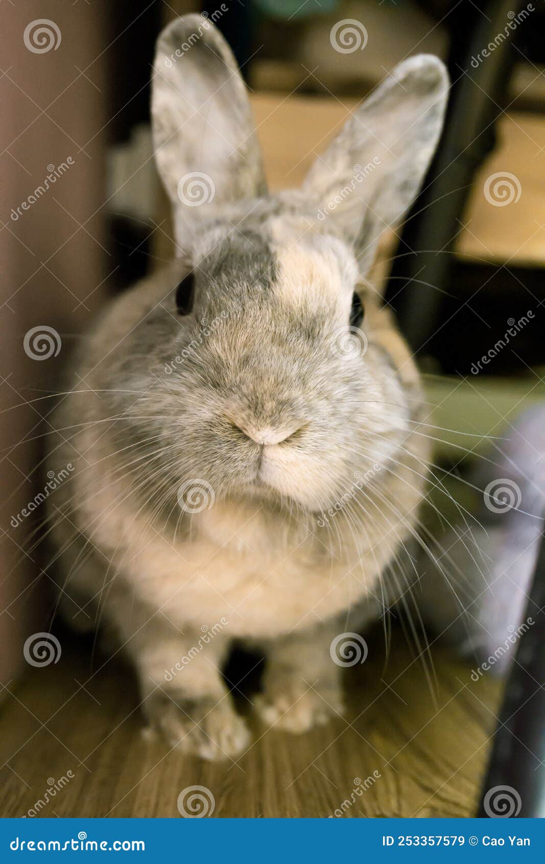 Rabbit Portrait Looking Frontwise To the Viewer in Room Stock Image ...