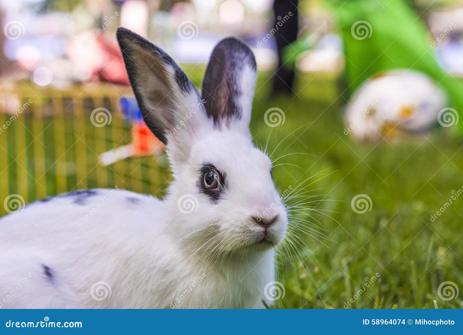 Rabbit stock photo. Image of grass, grey, nature, animal - 58964074