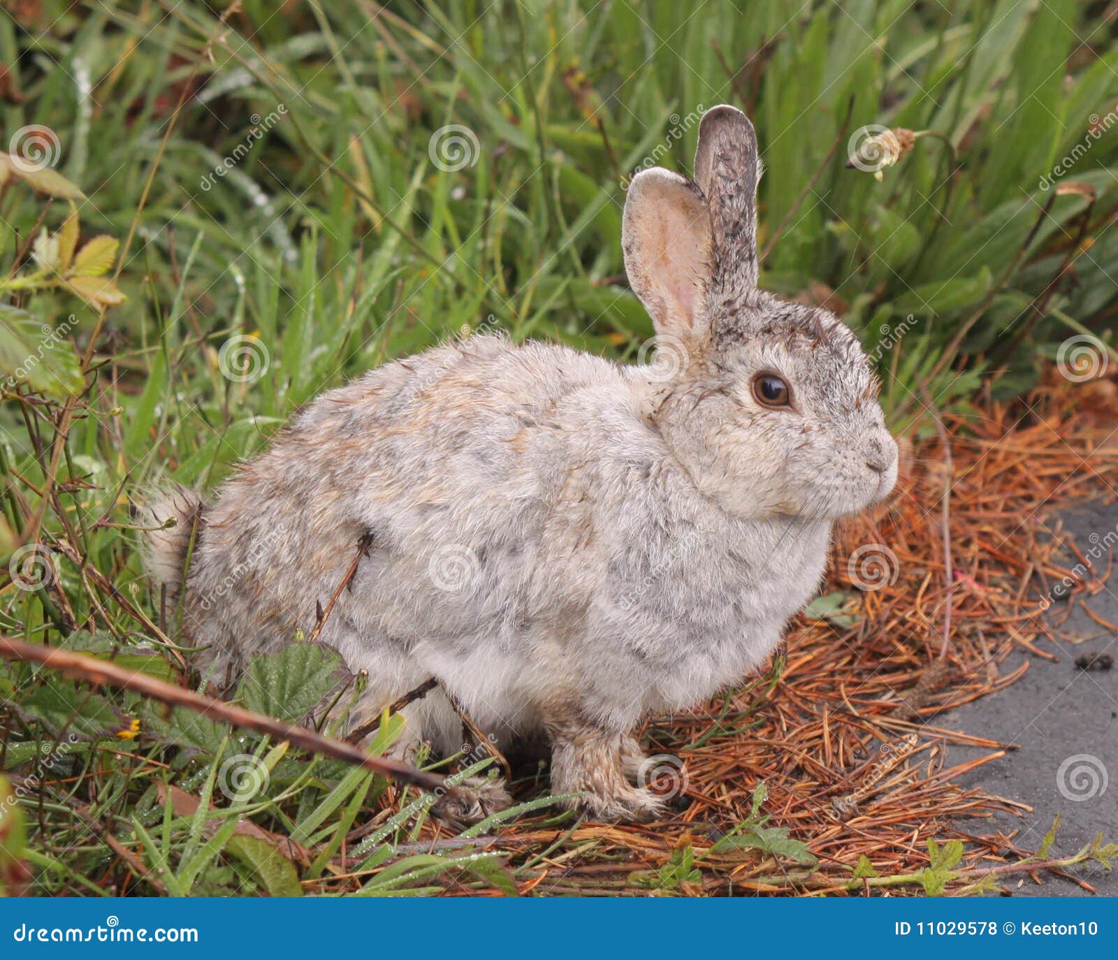 Rabbit pose stock photo. Image of wildlife, rabbit, gale - 11029578