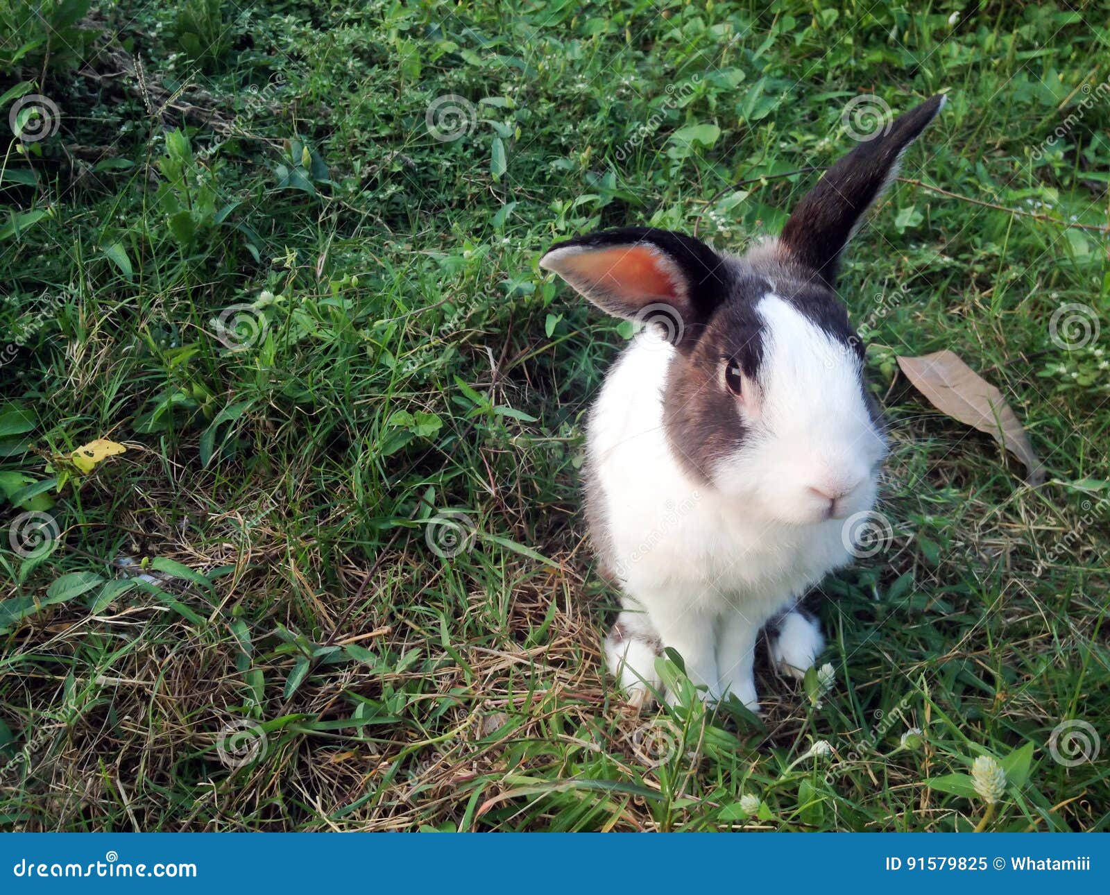 Rabbit Pose Stock Photo | CartoonDealer.com #11029578