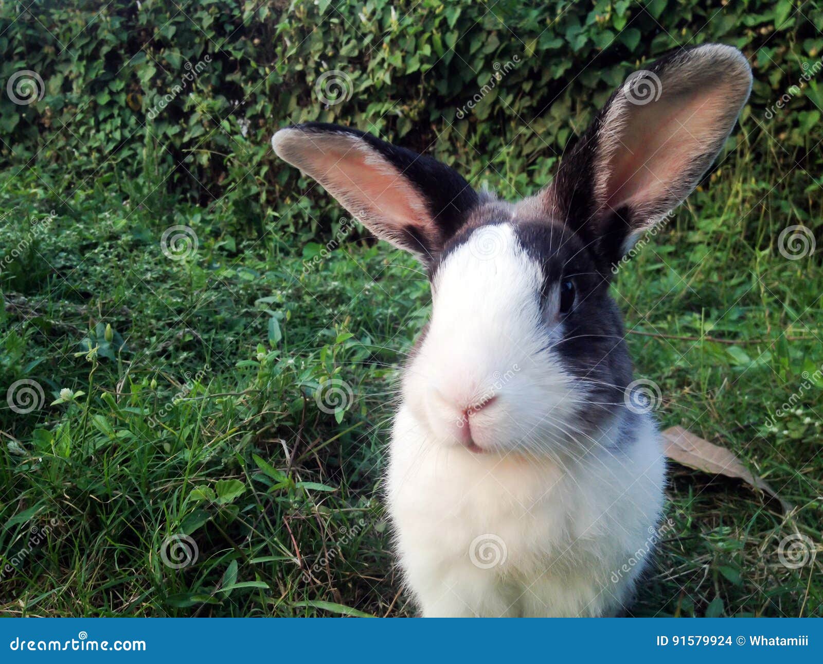 Rabbit Pose Stock Photo | CartoonDealer.com #11029578