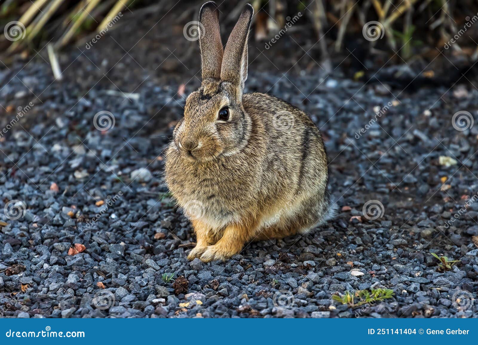 A Rabbit Poses stock photo. Image of ambient, plant - 251141404