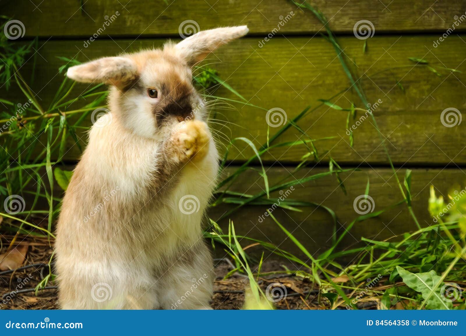 Rabbit Seeming Stock Photos - Free & Royalty-Free Stock Photos from ...