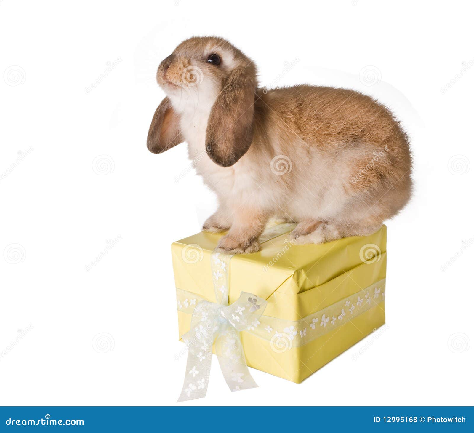 Rabbit on present stock photo. Image of rabbits, easter - 12995168