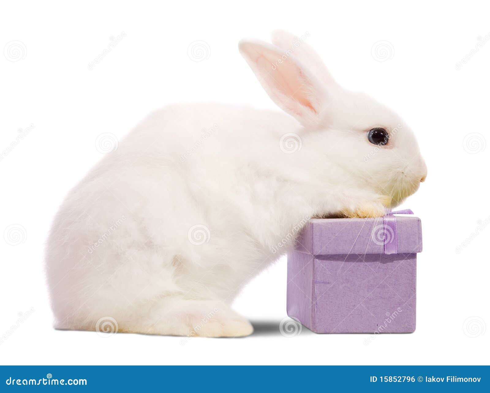 Rabbit with present box stock photo. Image of clipping - 15852796