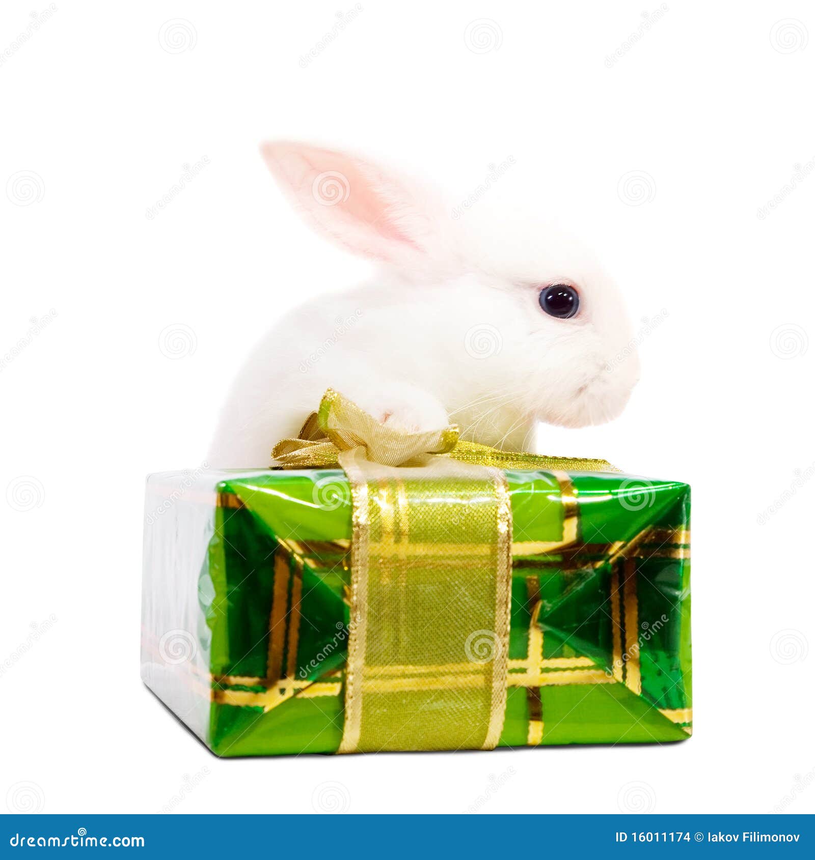 Rabbit with present box stock photo. Image of easter - 16011174
