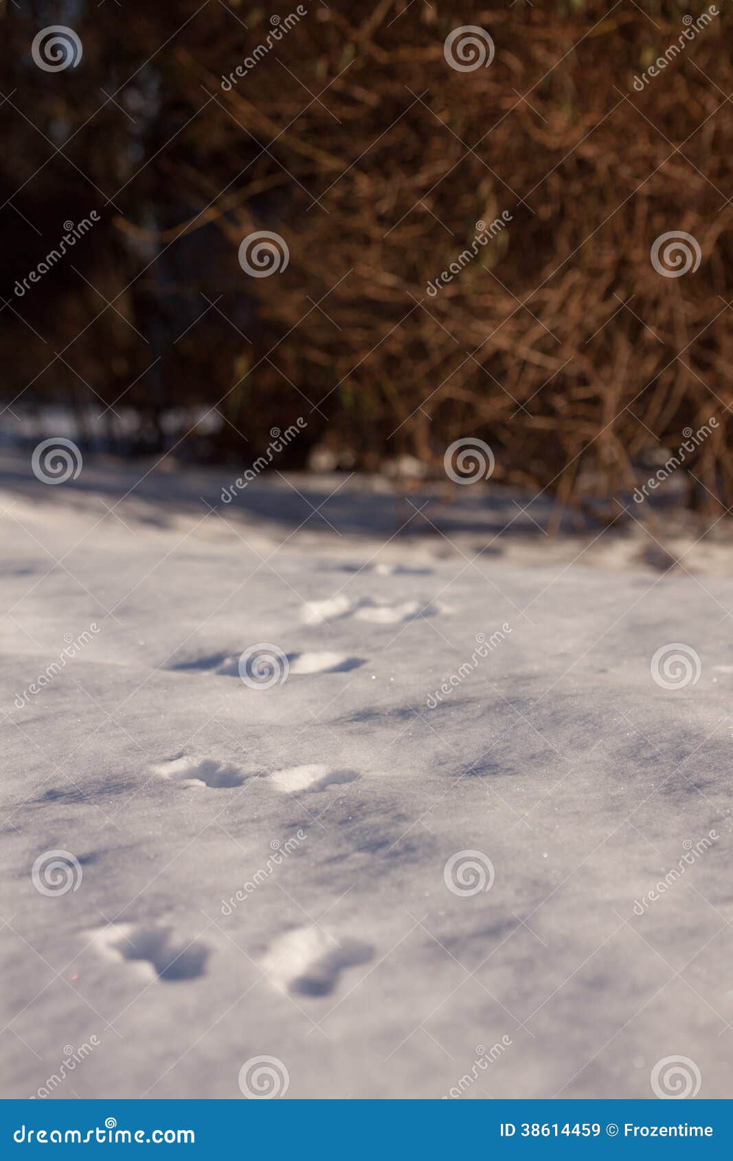 Rabbit Print stock image. Image of snowflake, outside - 38614459