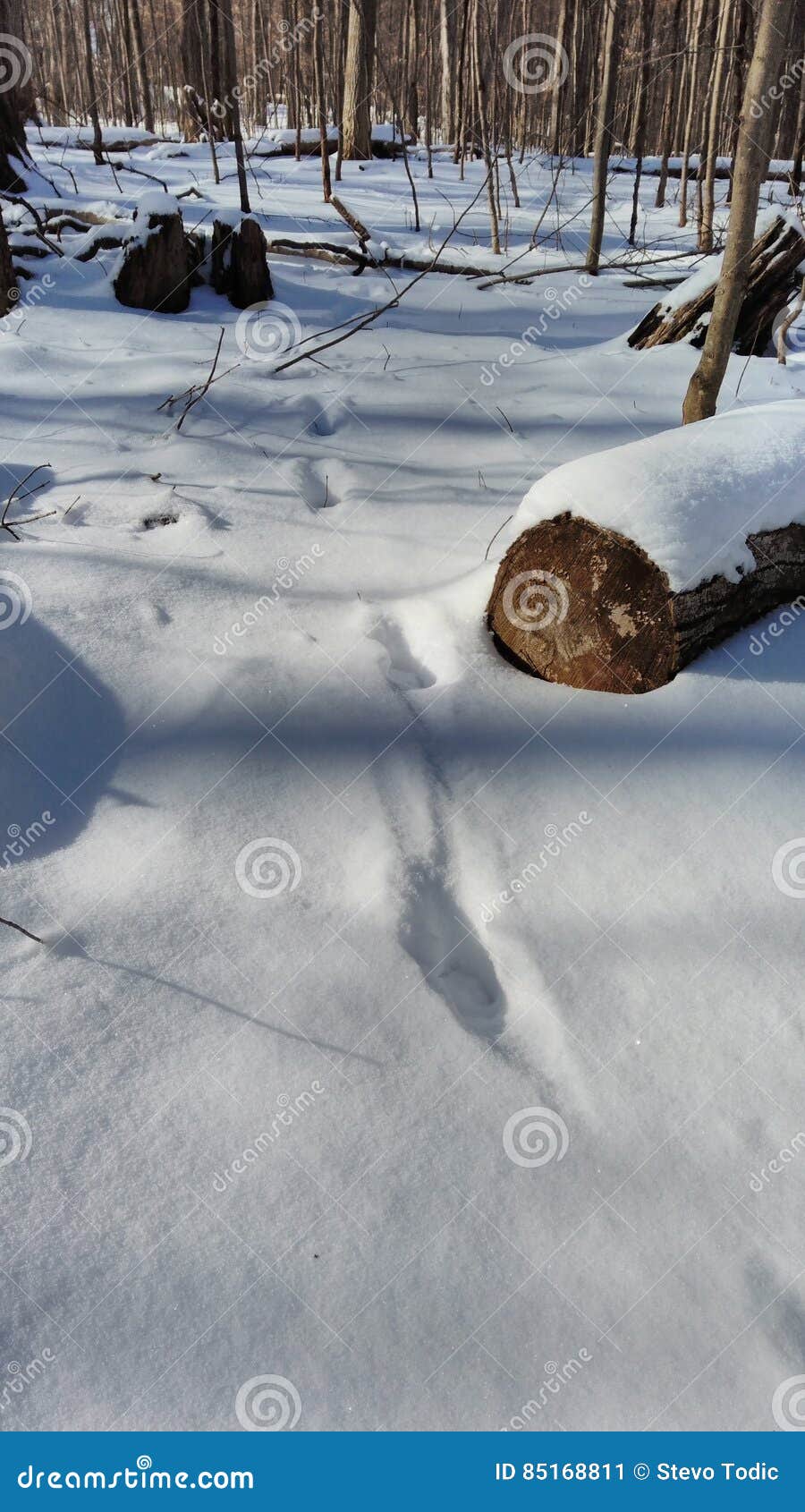 Rabbit Prints stock image. Image of rabbit, snow, winter - 85168811