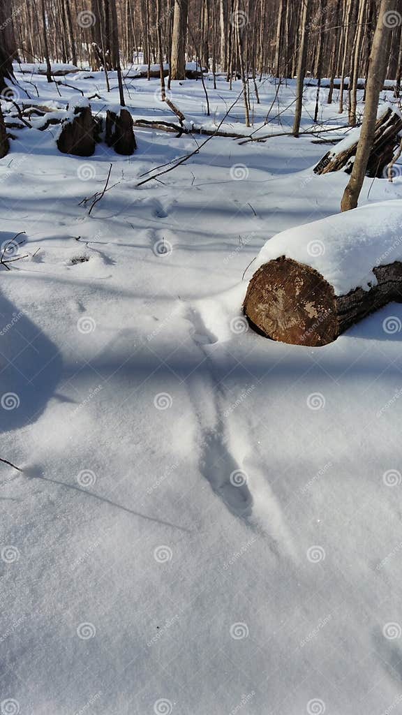 Rabbit Prints stock image. Image of rabbit, snow, winter - 85168811