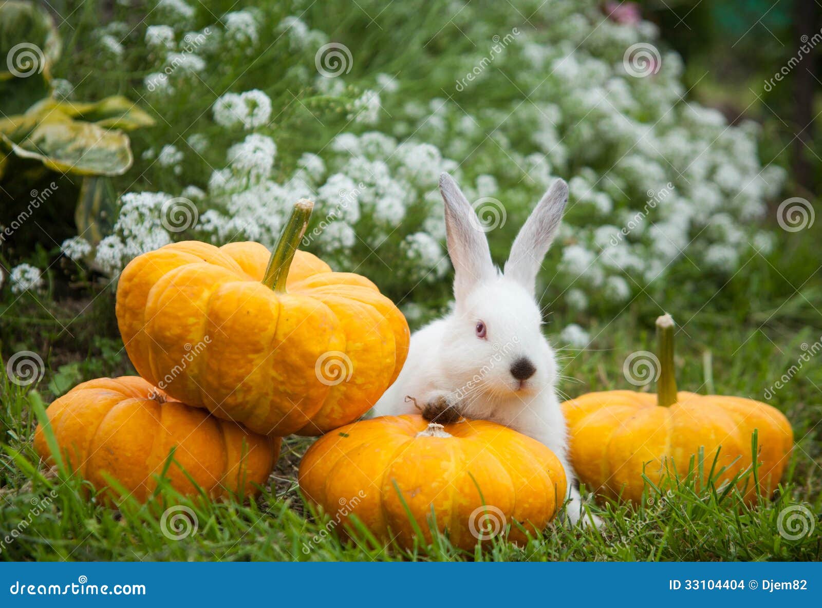 Rabbit with Pumpkin on the Grass Stock Photo - Image of green, fauna ...