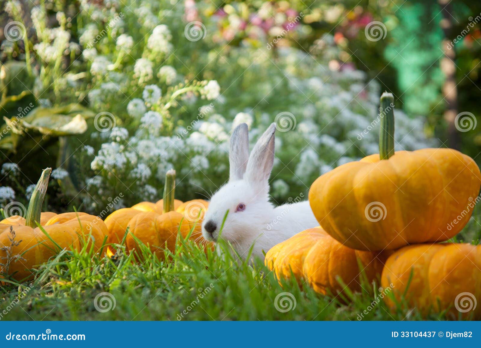 Rabbit with Pumpkin on the Grass Stock Image - Image of grassland, grey ...