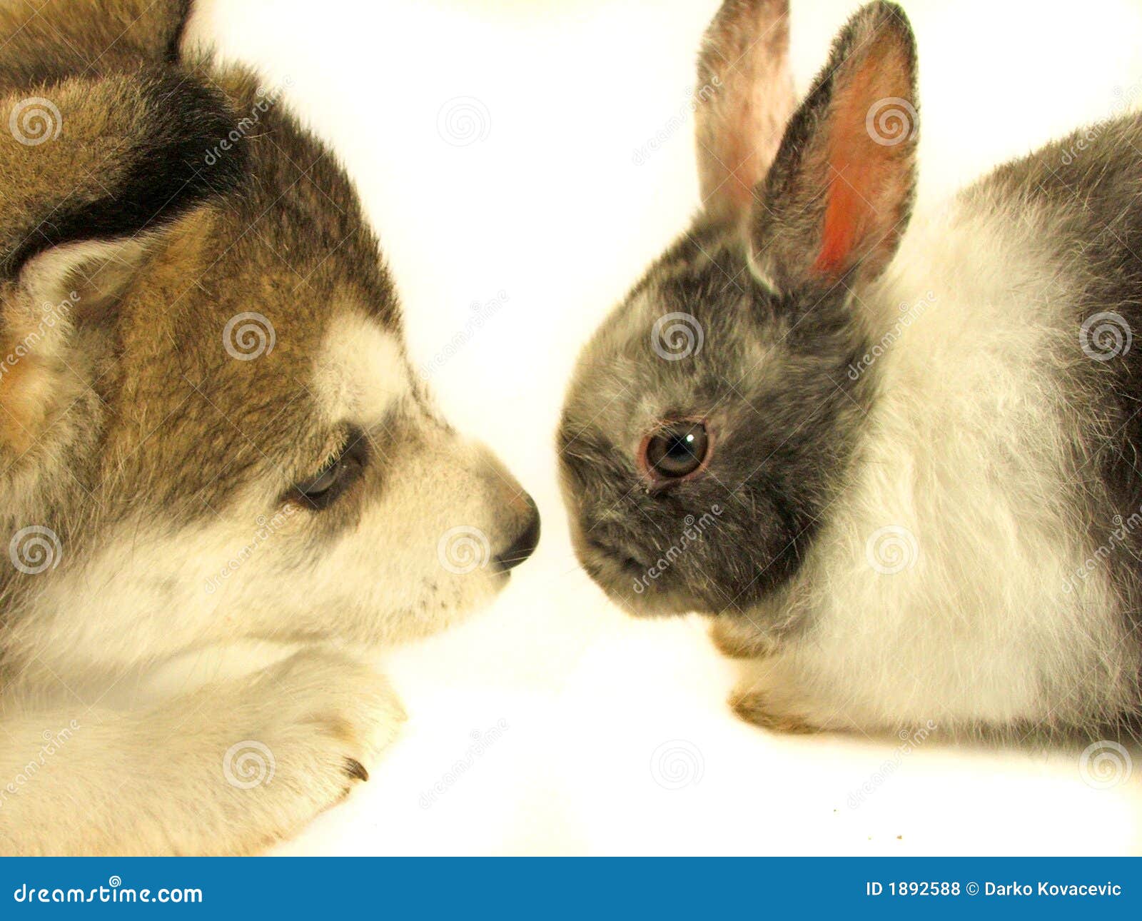 Rabbit and puppy stock photo. Image of pair, rodent, pedigree - 1892588