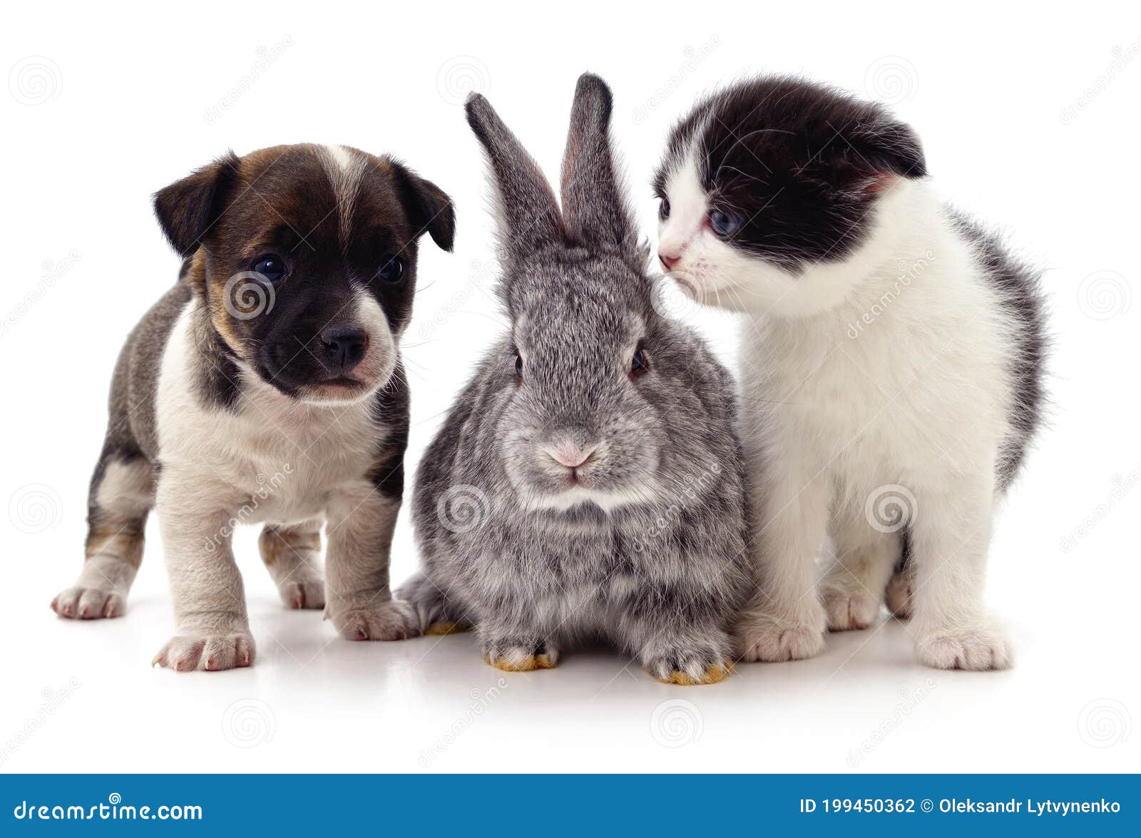 Rabbit, puppy and kitten stock photo. Image of baby - 199450362