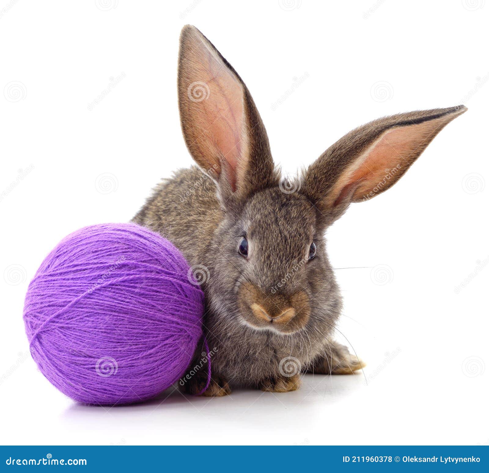 Rabbit and purple ball stock photo. Image of cute, activity - 211960378