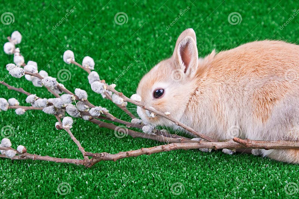 Rabbit and willow stock photo. Image of sweet, april - 13555512