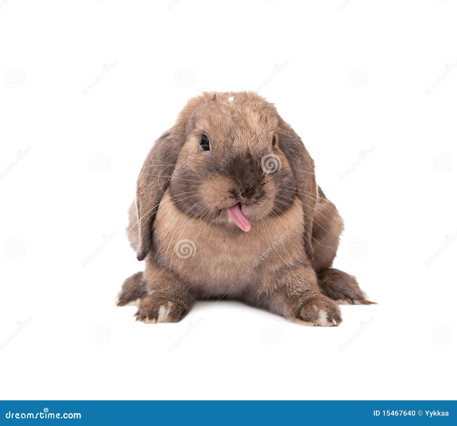 Rabbit Puts Out One S Tongue. Stock Photo - Image of purebred, rodent ...
