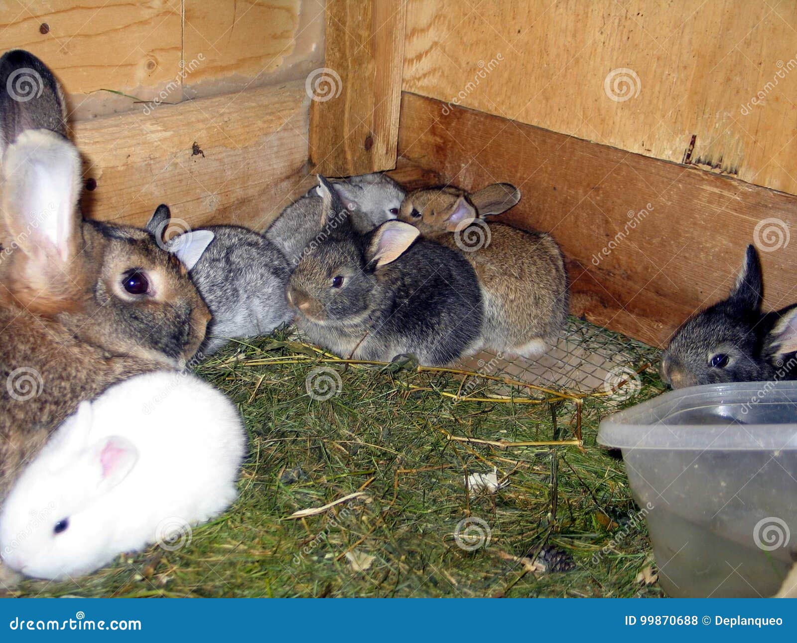 Rabbit in Quebec. Canada, North America. Stock Photo - Image of park ...