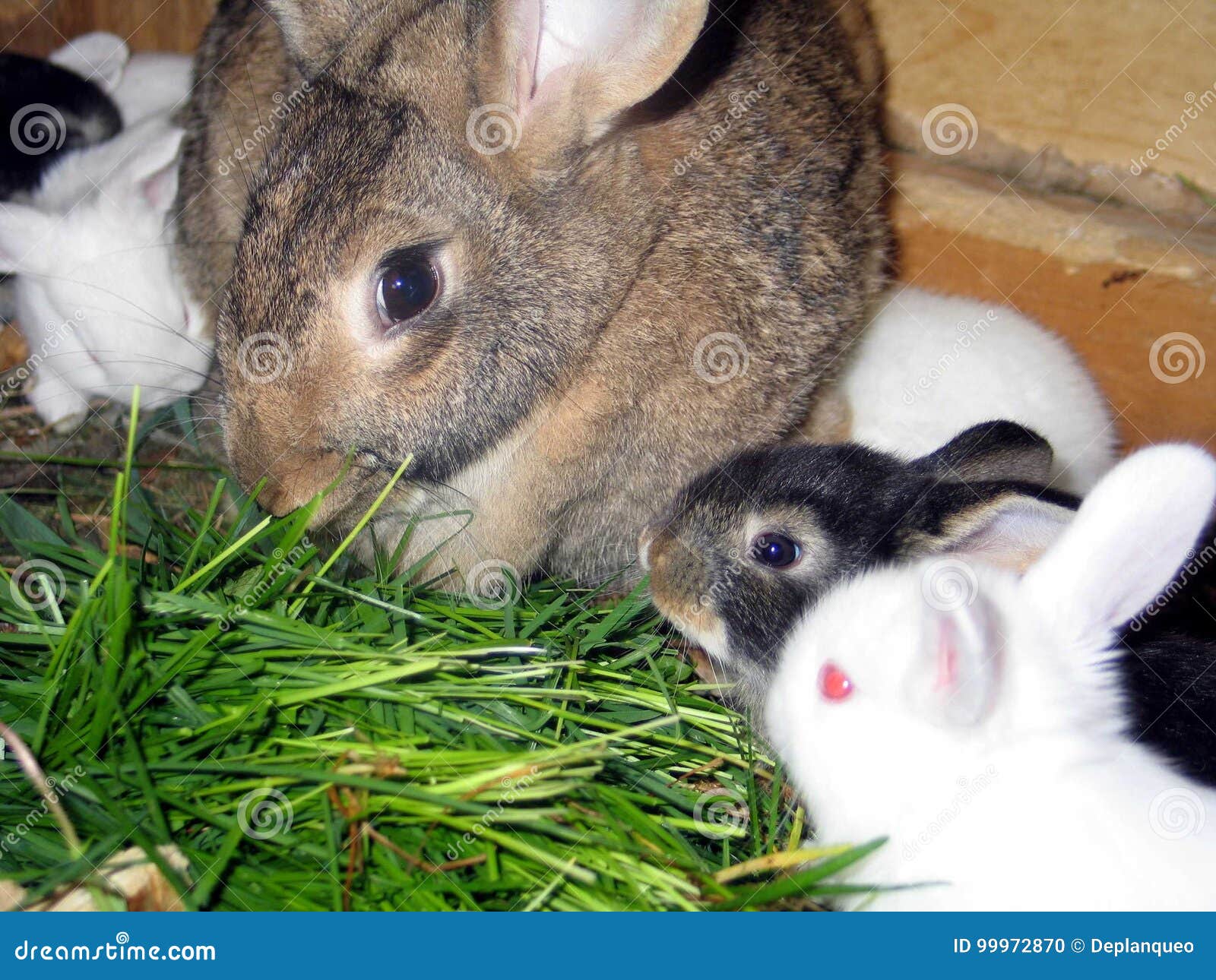 Rabbit in Quebec. Canada, North America. Stock Photo - Image of ontario ...