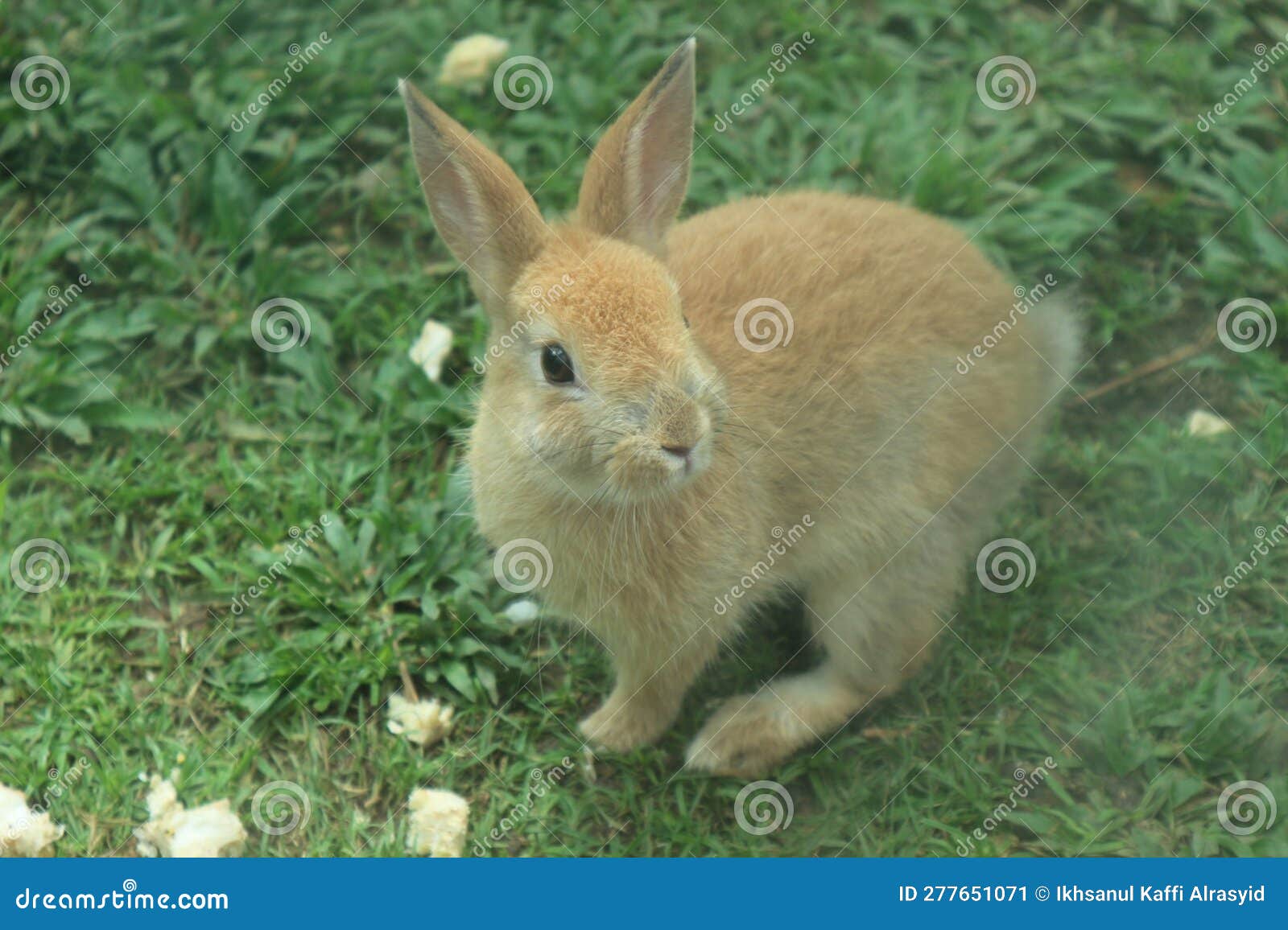 Rabbit rab stock image. Image of pets, rabbit, animals - 277651071