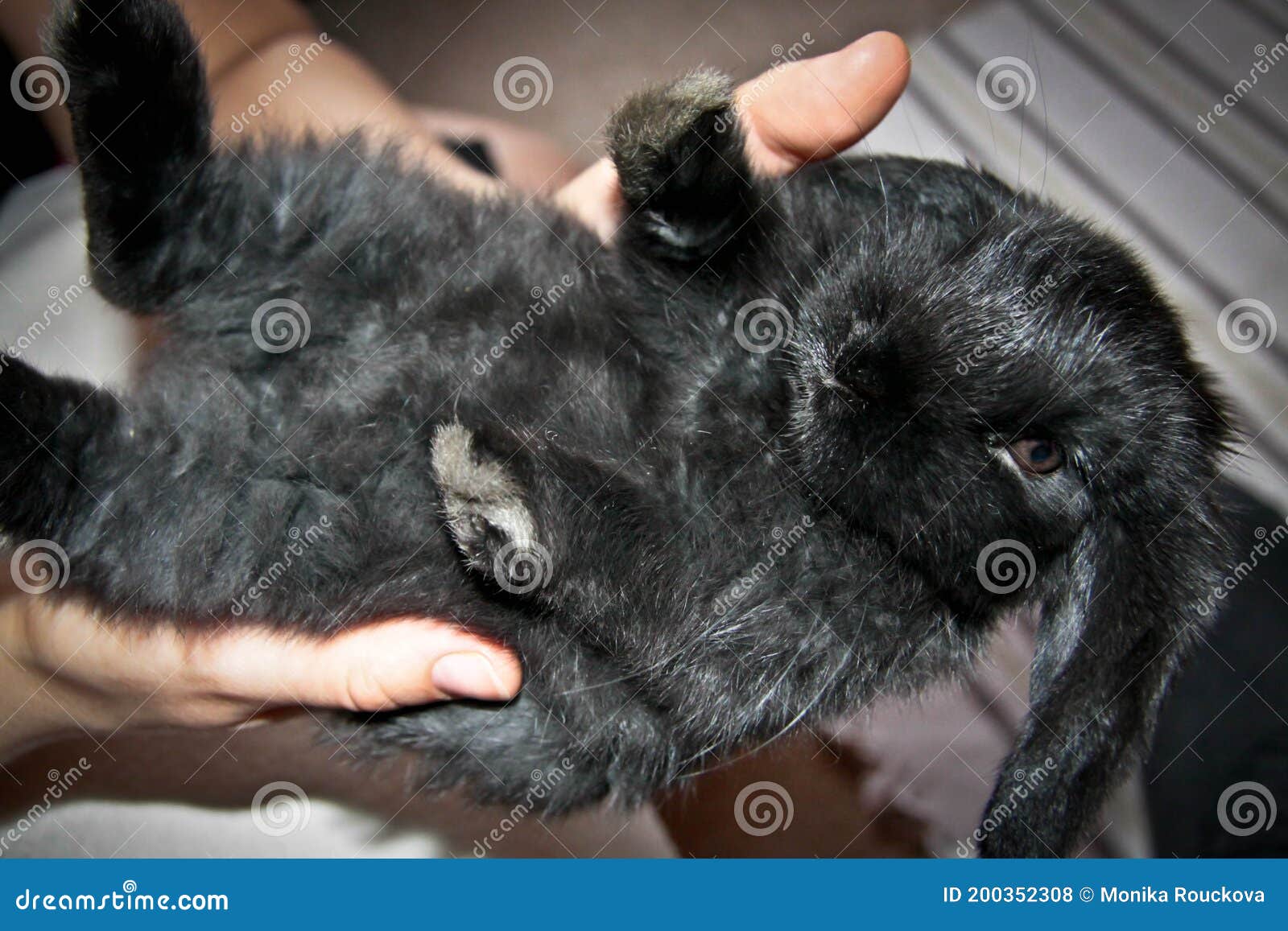 Rabbit stock photo. Image of carnivore, mammal, textile - 200352308