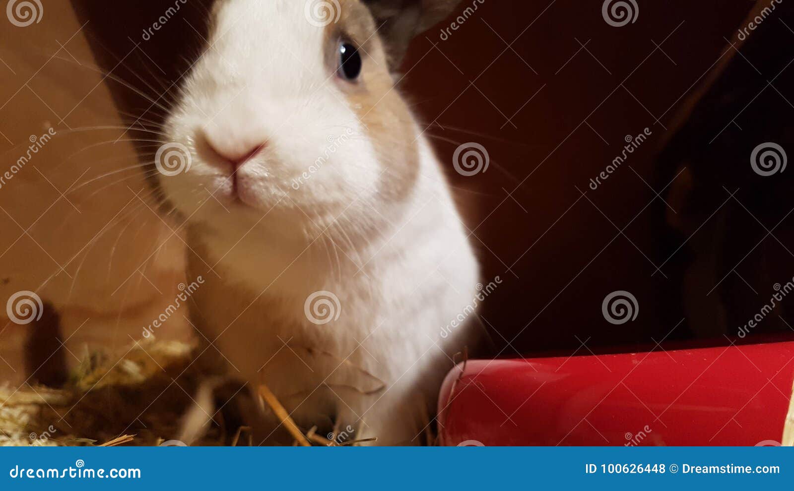 Rabbit stock photo. Image of animals, love, rambo, snout - 100626448