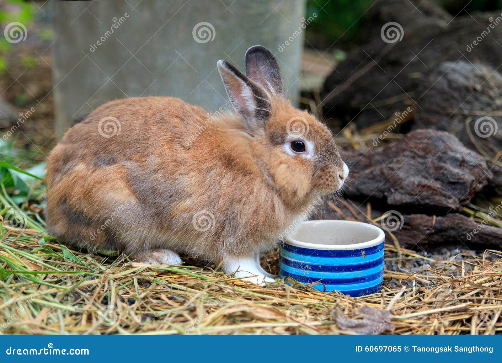Rabbit stock image. Image of feed, mammal, garden, rabbits - 60697065