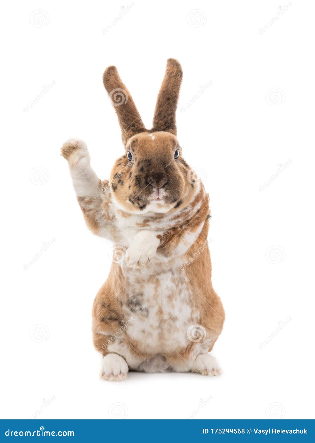 Rabbit with Raised Paw for Setting Your Content is Isolated on a White ...