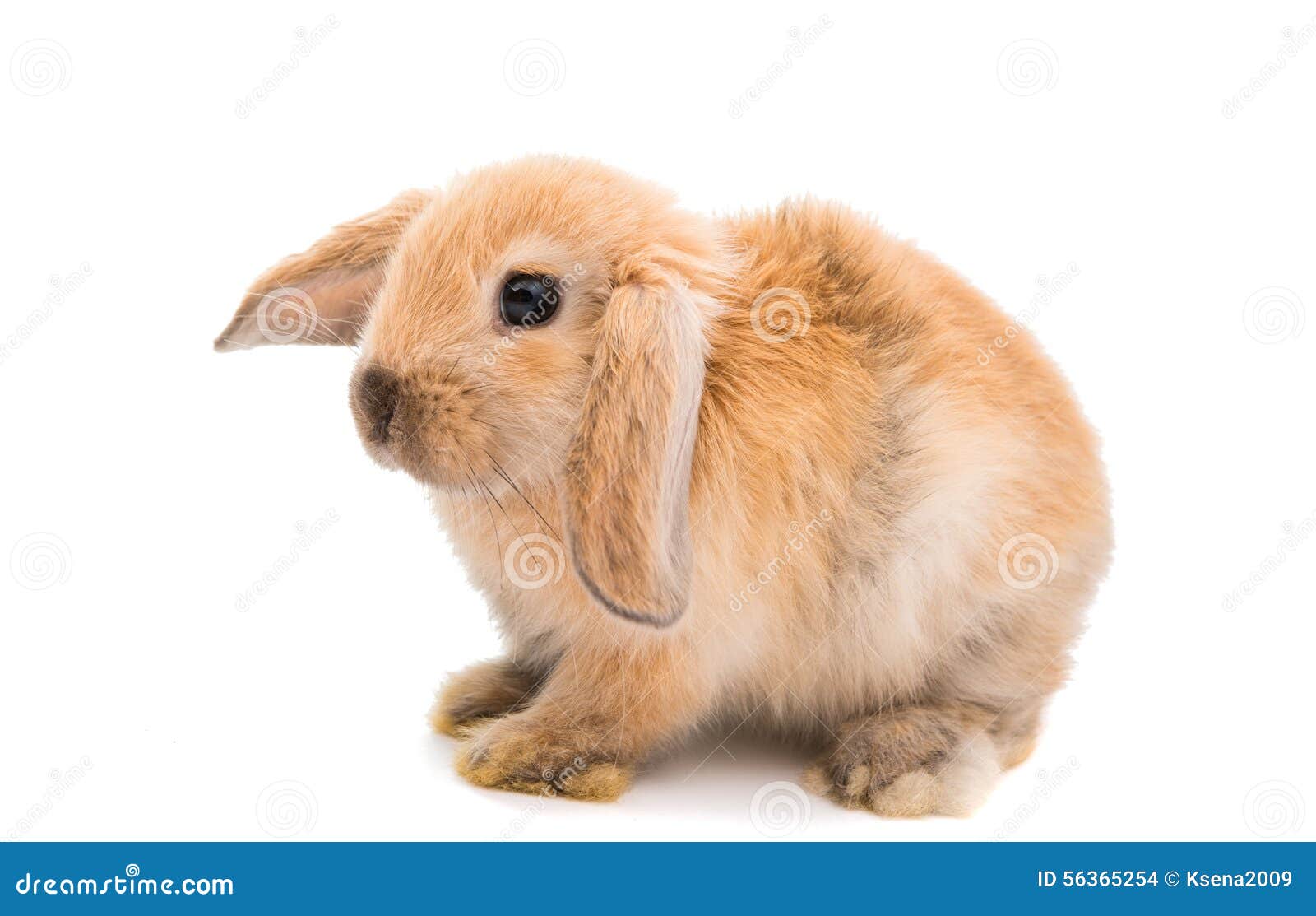 Rabbit stock photo. Image of front, copy, background - 56365254