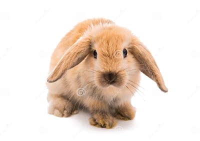 Rabbit Ram Breed, Red Color Stock Image - Image of closeup, brown: 56571659