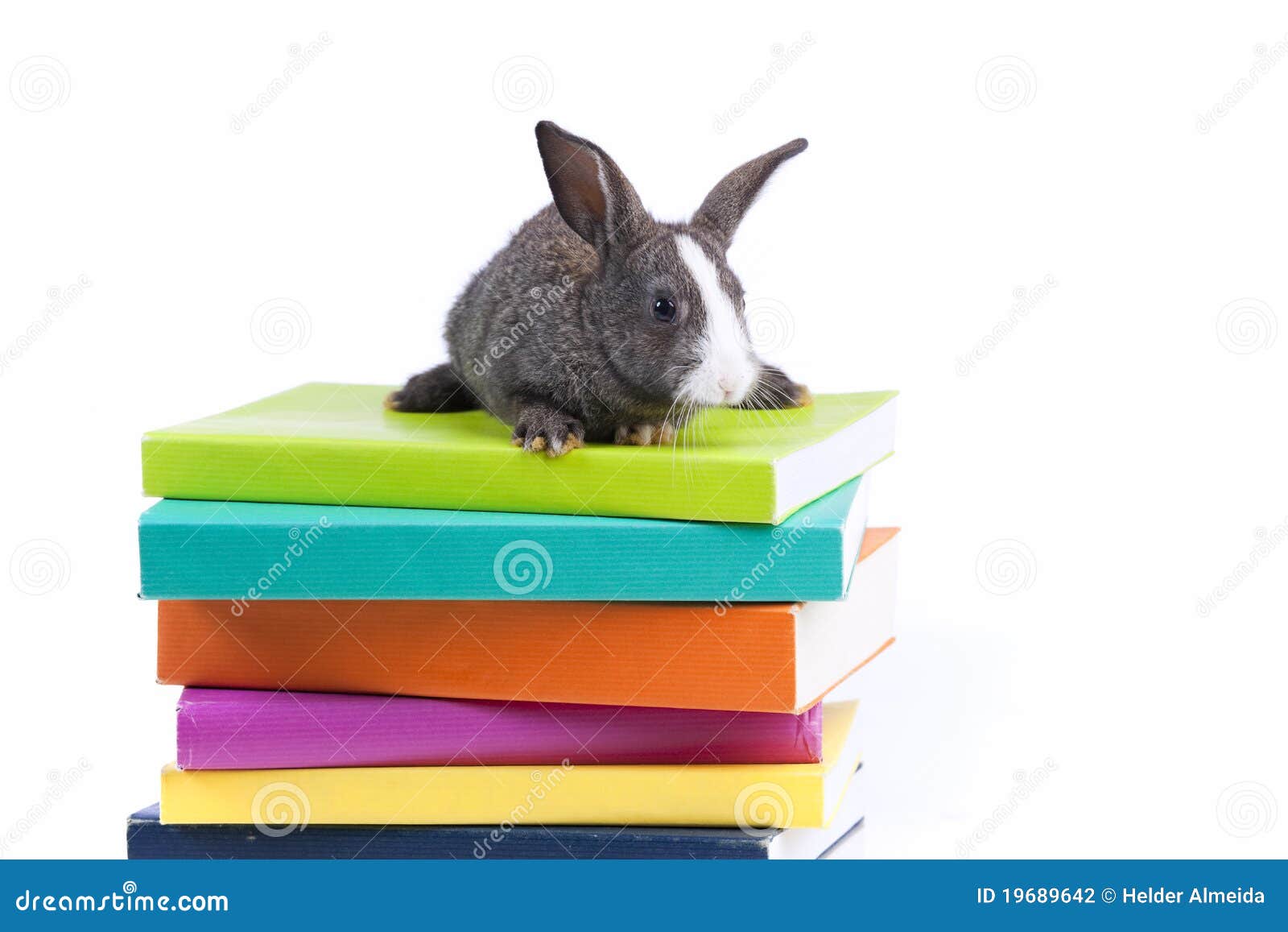 Rabbit reading books stock photo. Image of knowledge - 19689642