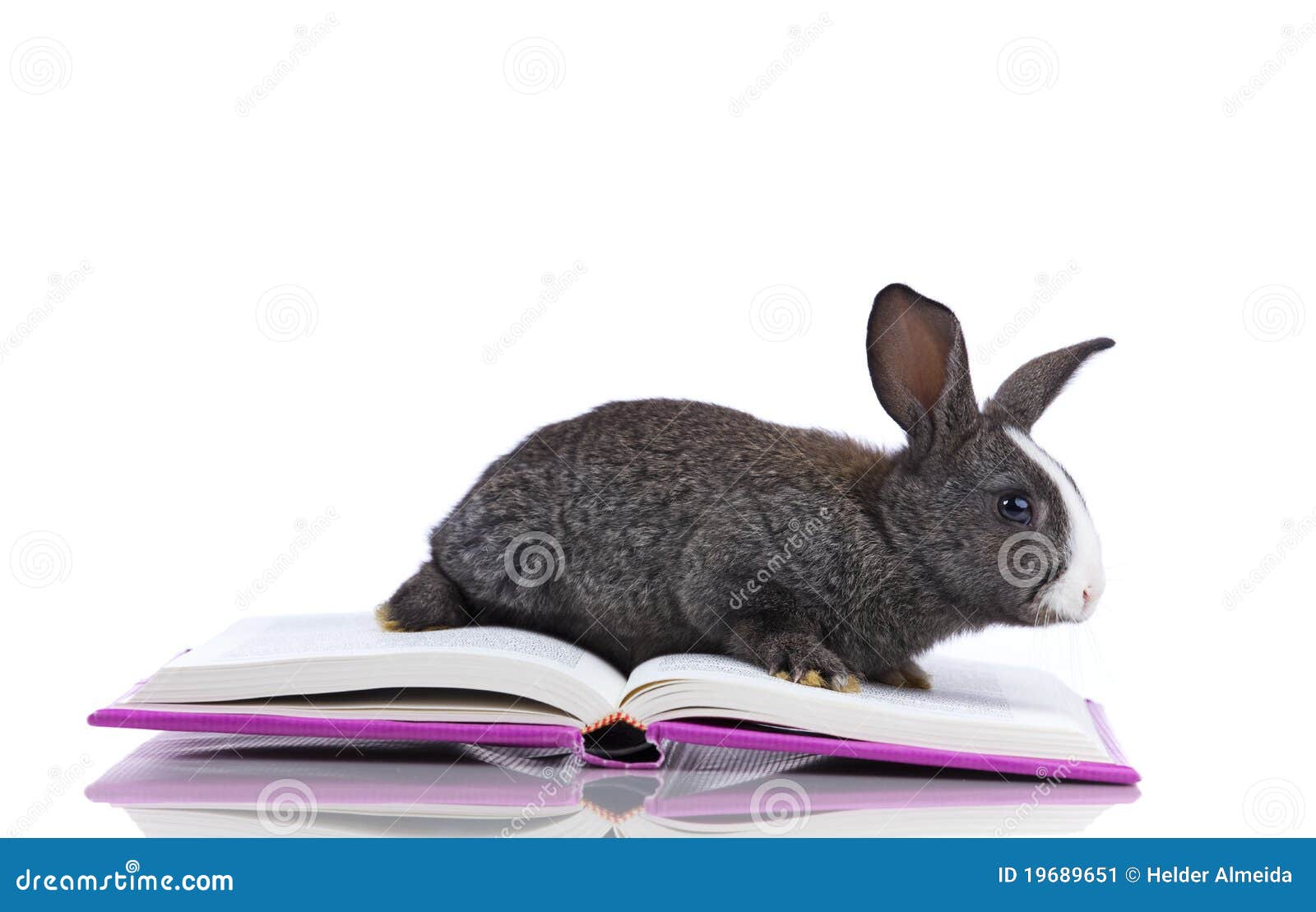 Rabbit reading books stock image. Image of school, easter - 19689651