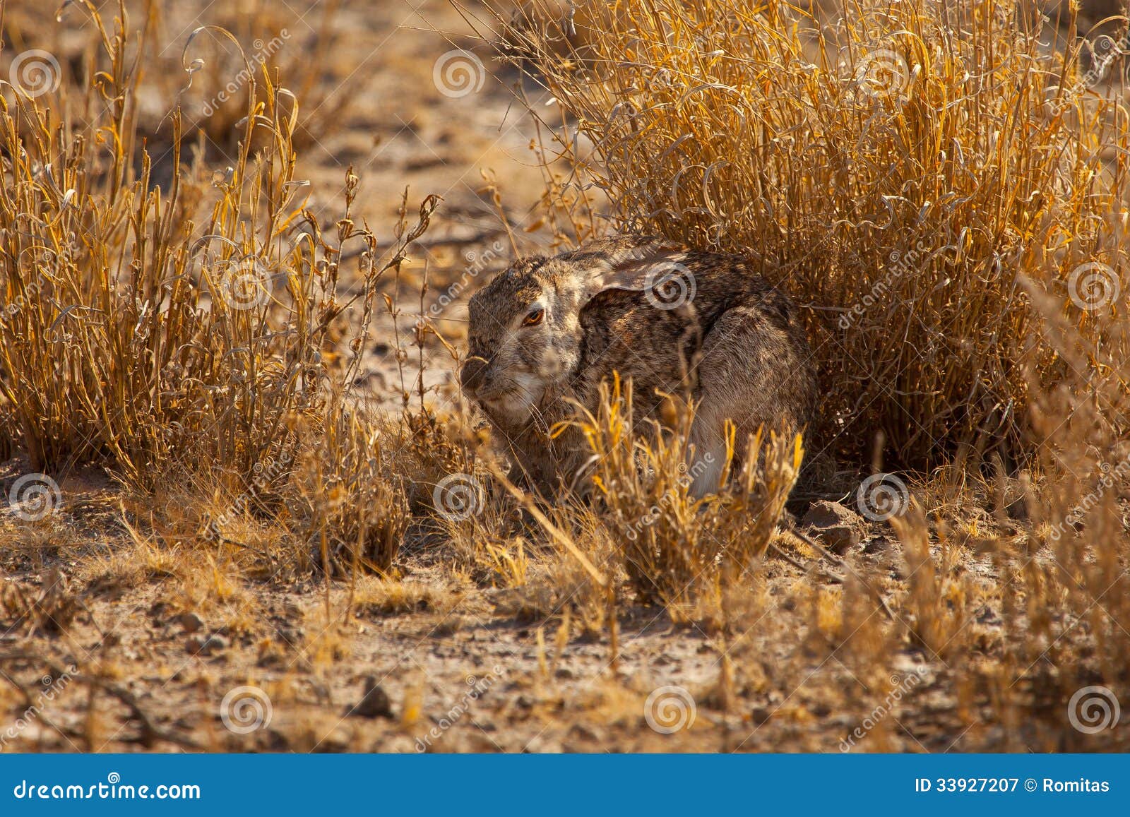 Rabbit stock image. Image of natural, whiskers, nature - 33927207
