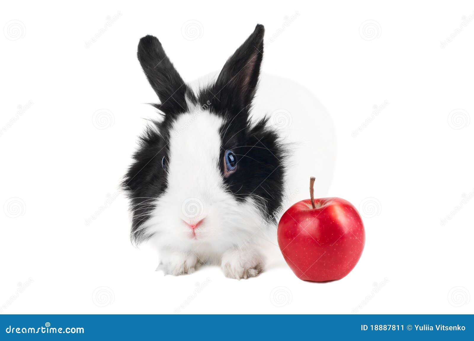 Rabbit with red apple stock image. Image of rabbit, rodent - 18887811