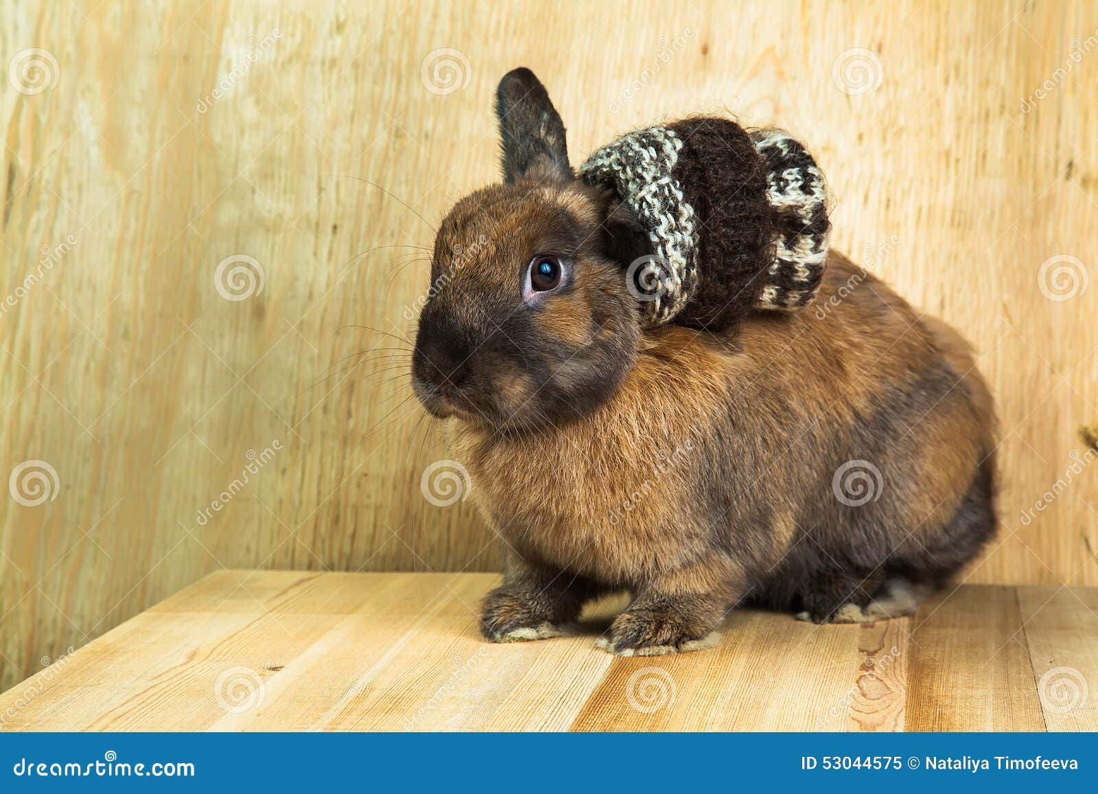 Rabbit red brown color stock image. Image of little, furry - 53044575