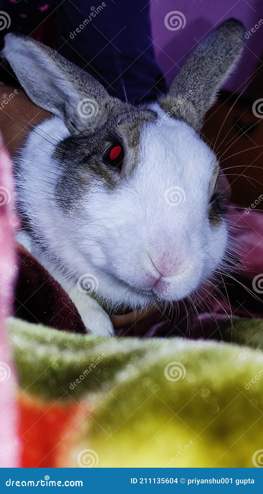 Rabbit Red Eye Black and White Rabbit Stock Photo - Image of black ...
