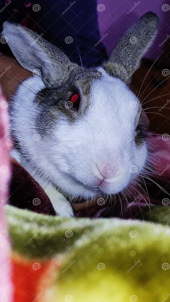 Rabbit Red Eye Black and White Rabbit Stock Photo - Image of black ...